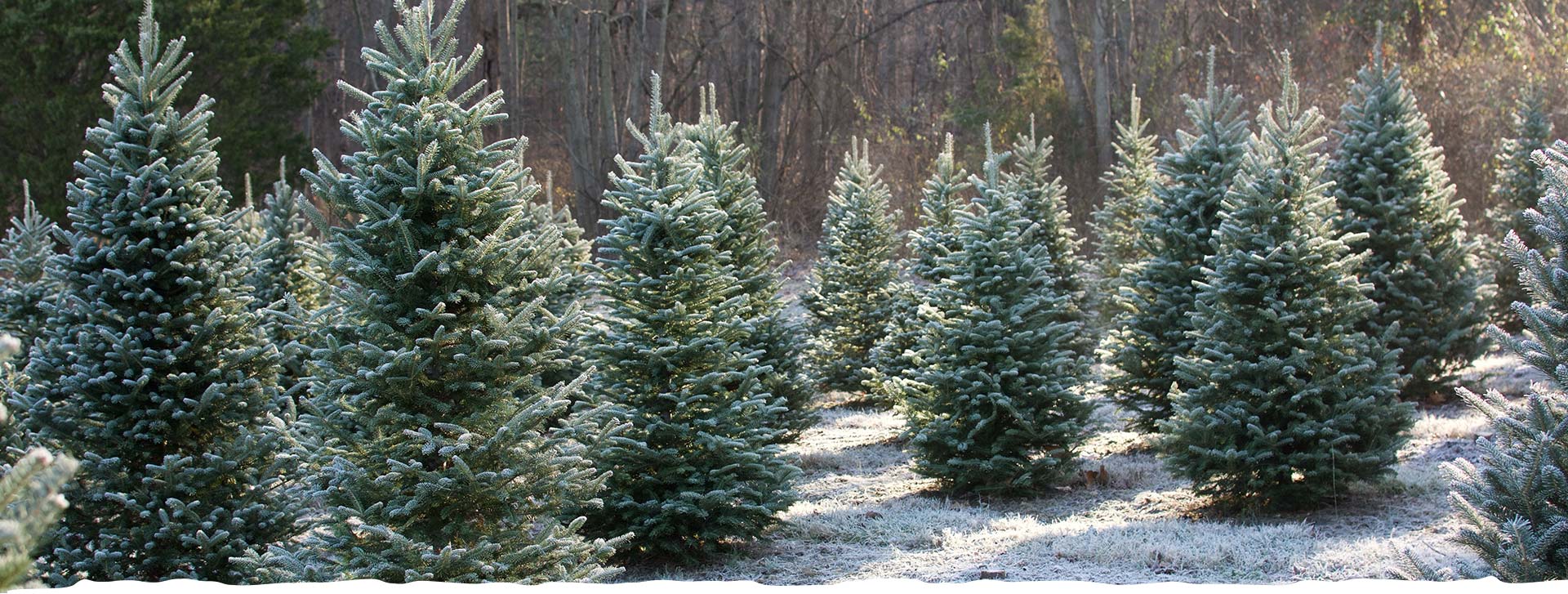 Christmas Trees – Maple Row Farm