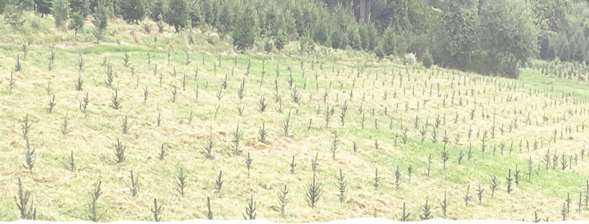 Christmas Trees – Maple Row Farm